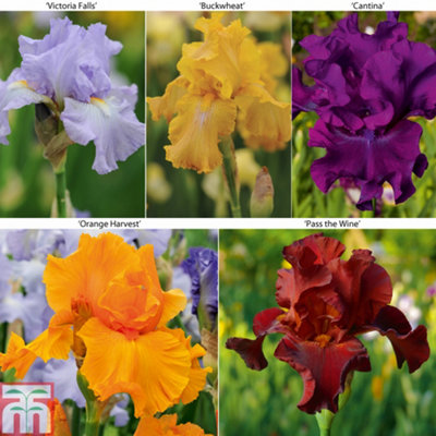 Iris Re-Blooming Collection 5 Rhizomes (1 of each) | DIY at B&Q