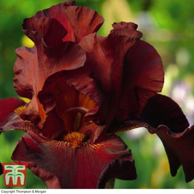 Iris Re-Blooming Pass The Wine 3 Bare Roots | DIY at B&Q