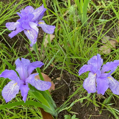 Iris setosa 'Baby Blue' - 3x 1 Litre Plants - Marginal Aquatic Pond Plant