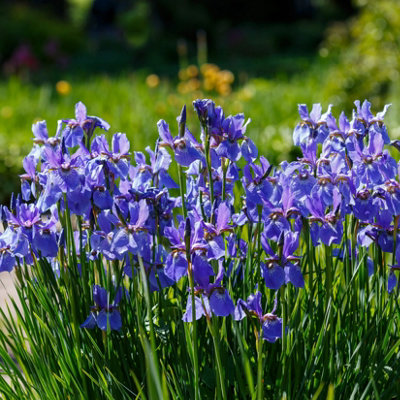 Iris sibirica 'Siberian Flag' - 1Ltr Bareroot - Marginal Aquatic Pond Plant