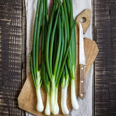 Ishikura Bunching Onion Seeds - Hardy Perennial Mild Flavor Spring Onions