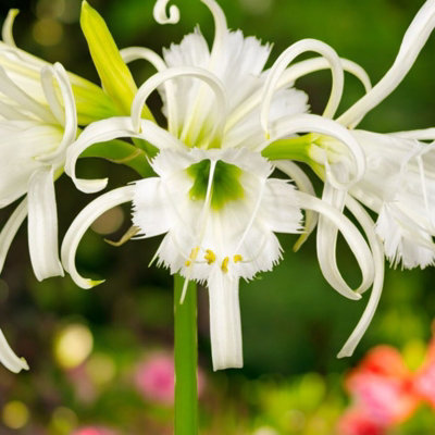 Ismene Festalis 3 x Summer Bulbs - Bright Seasonal Plants for Borders ...