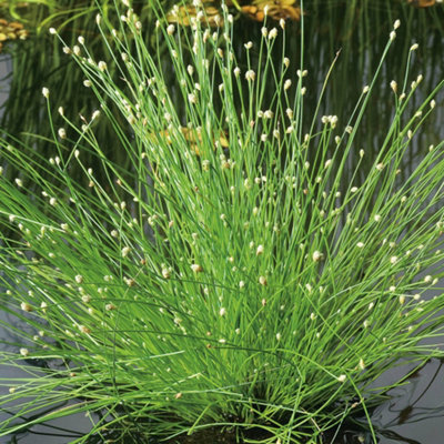 Isolepis Cernua Fiber Optic Plant Scirpus Cernuus 1 Litre Aquatic Pot ...