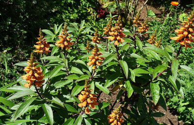 Isoplexis canariensis Bella Jumbo Plug plant Perennial
