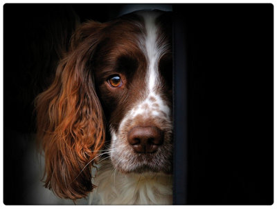 iStyle Springer Spaniel Worktop Saver Rural Roots