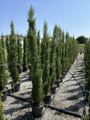 Italian Cypress Tree Cupressus 4-5ft Tall Large in a 10 Litre Pot