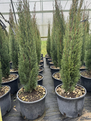 Italian Cypress Tree Cupressus Sempervirens 2.5-3ft Tall Large in a 5 ...