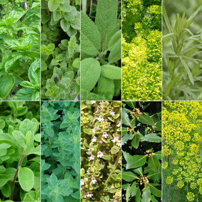 Italian Mixed Herbs (10-20cm Height Including Pot) - Aromatic Perennial ...
