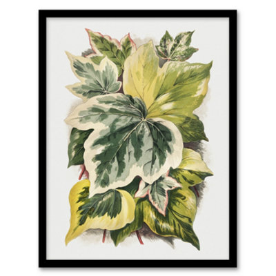 Ivy Leaf Variations Vintage Botanical Hibberd Framed Wall Art Print 12X16"