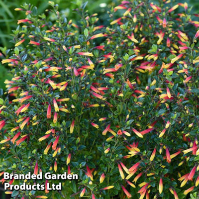 Jacobinia Pauciflora 9cm Potted Plant x 2 (CLIENT ONLY)