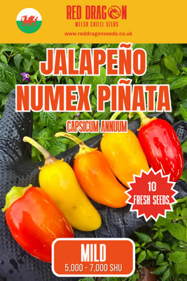 Jalapeno NuMex Pinata Chilli Seeds for Growing Hot Peppers