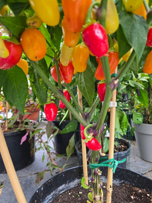 Jalapeno NuMex Pinata Chilli Seeds for Growing Hot Peppers