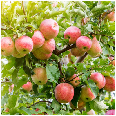 James Grieves Apple Tree 3-4ft in 6L PotReady to Fruit, Desert ...