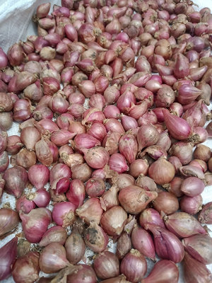 Jamieson Brothers Red Sun Shallot Sets - 32 pack