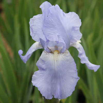 Jane Phillips Bearded Iris Perennials Flowering Plants Iris 2L Pot