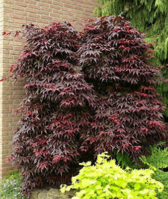 Japanese Acer Palmatum Bloodgood Plant Tree Extra Large 3-4ft Supplied ...