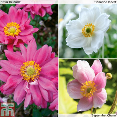Japanese Anemone Collection 3 Bare Root Plants | DIY at B&Q