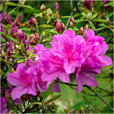 Japanese Azalea Geisha Pink in a 9cm Pot, Pink Flowers