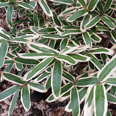 Japanese Bamboo Sasa Veitchii Outdoor Plant 30cm - 60cm Tall 2 Litre Pot
