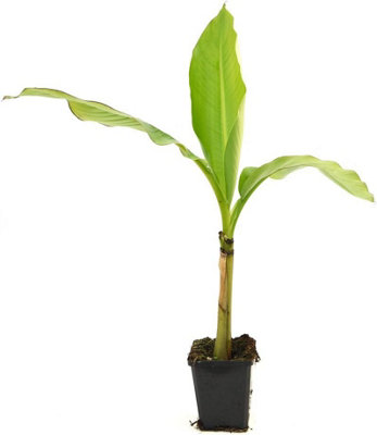 Japanese Banana - Musa basjoo Potted Plant x 1 - Outdoor Garden Plants ...