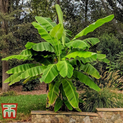 Japanese Banana - Musa basjoo Potted Plant x 3 - Outdoor Garden Plants ...