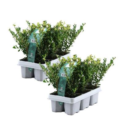 Japanese holly - 12 pcs. - Ilex crenata Jenny - Height 10-20cm - Pot 9cm