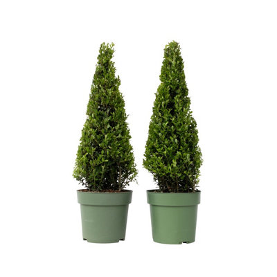 Japanese holly - 2 pcs. - Ilex crenata Jenny - Height 55-65cm - Pot 21cm