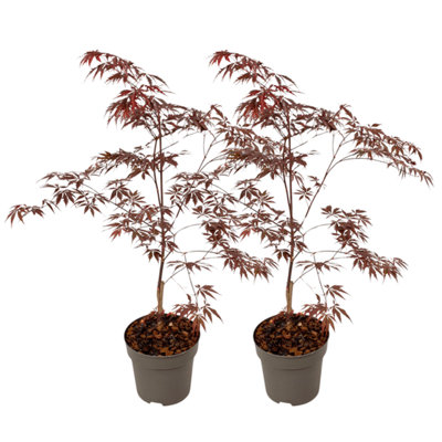 Japanese maple - 2 pcs. - Acer palmatum Black Lace - Height 60-70cm ...