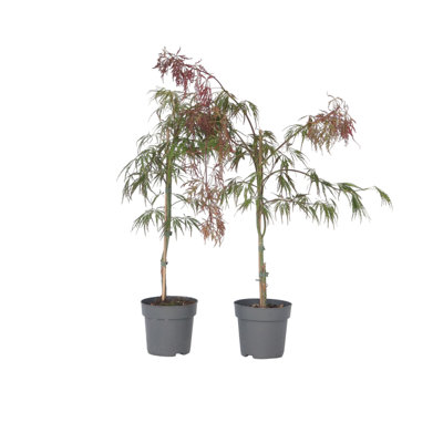 Japanese maple - 2 pcs. - Acer palmatum Inaba-shidare - Height 30-40cm ...
