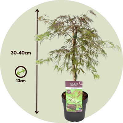 Japanese maple - 2 pcs. - Acer palmatum Inaba-shidare - Height 30-40cm ...