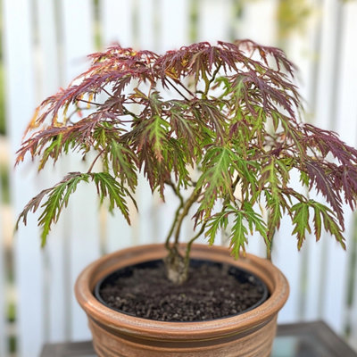 Japanese maple - 2 pcs. - Acer palmatum Inaba-shidare - Height 30-40cm ...