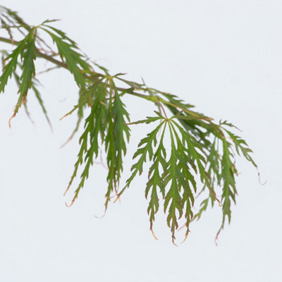 Japanese maple - 2 pcs. - Acer palmatum Inaba-shidare - Height 30-40cm ...