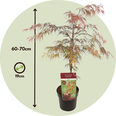Japanese maple - Acer palmatum Garnet - Height 60-70cm - Pot 19cm