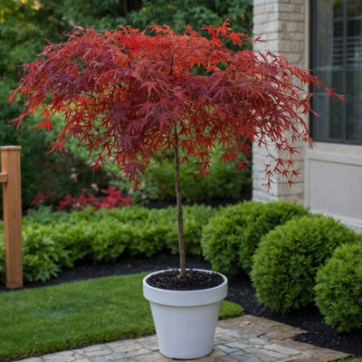 Japanese maple - Acer palmatum Garnet - Height 60-70cm - Pot 19cm