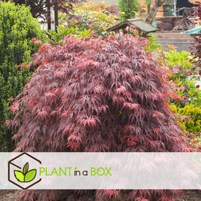 Japanese maple - Acer palmatum Garnet - Height 60-70cm - Pot 19cm
