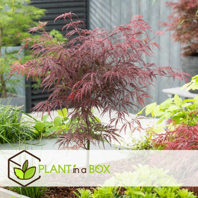 Japanese maple - Acer palmatum Garnet - Height 60-70cm - Pot 19cm