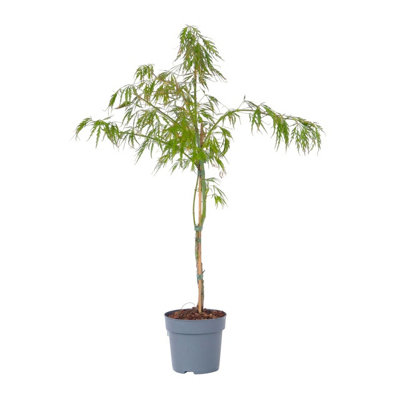 Japanese maple - Acer palmatum Inaba-shidare - Height 30-40cm - Pot 13cm