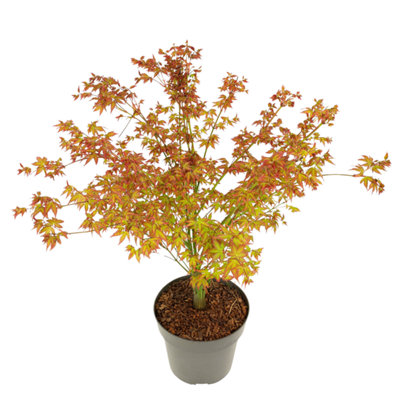 Japanese maple - Acer palmatum Little Princess - Height 45-55cm - Pot 19cm