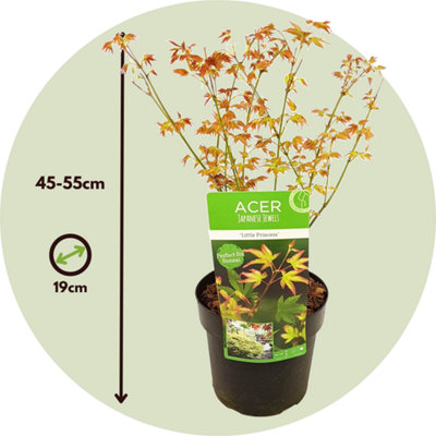 Japanese maple - Acer palmatum Little Princess - Height 45-55cm - Pot 19cm