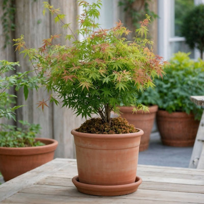Japanese maple - Acer palmatum Little Princess - Height 45-55cm - Pot 19cm