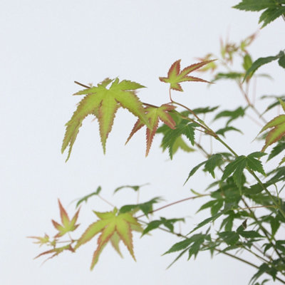 Japanese maple - Acer palmatum Little Princess - Height 45-55cm - Pot 19cm