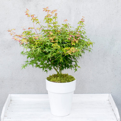 Japanese maple - Acer palmatum Little Princess - Height 45-55cm - Pot 19cm