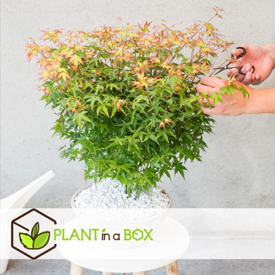 Japanese maple - Acer palmatum Little Princess - Height 45-55cm - Pot 19cm