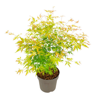 Japanese maple - Acer palmatum Orange Lace - Height 60-70cm - Pot 19cm