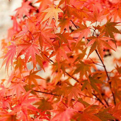 Japanese Maple, Acer palmatum 'Phoenix' in a 15cm Pot | DIY at B&Q