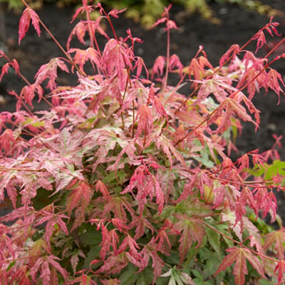 Japanese Maple, Acer palmatum 'Phoenix' in a 15cm Pot