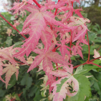 Japanese Maple, Acer palmatum 'Phoenix' in a 15cm Pot
