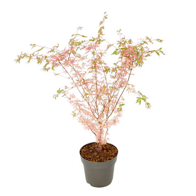 Japanese maple - Acer palmatum Taylor - Height 50-60cm - Pot 19cm