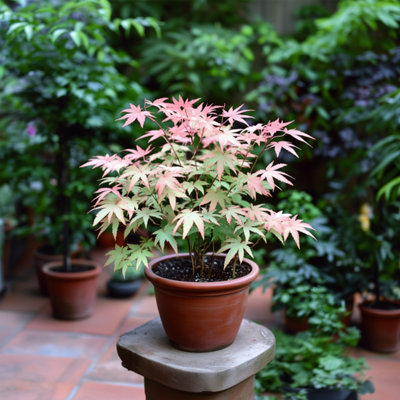 Japanese maple - Acer palmatum Taylor - Height 50-60cm - Pot 19cm