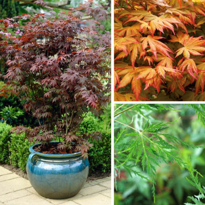 Japanese Maple Acer Trees Shrubs, Pack of 3 Established Plant Varieties ...